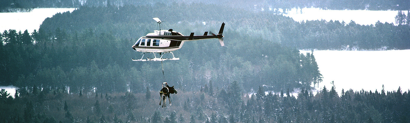 The Michigan Moose Among Us