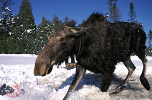 The Michigan Moose Among Us