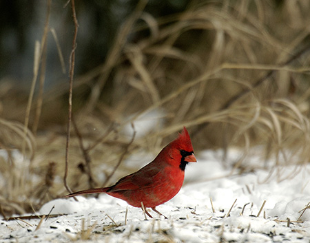 Winter Birding: Warm Winter Activity - Michigan Trail Maps